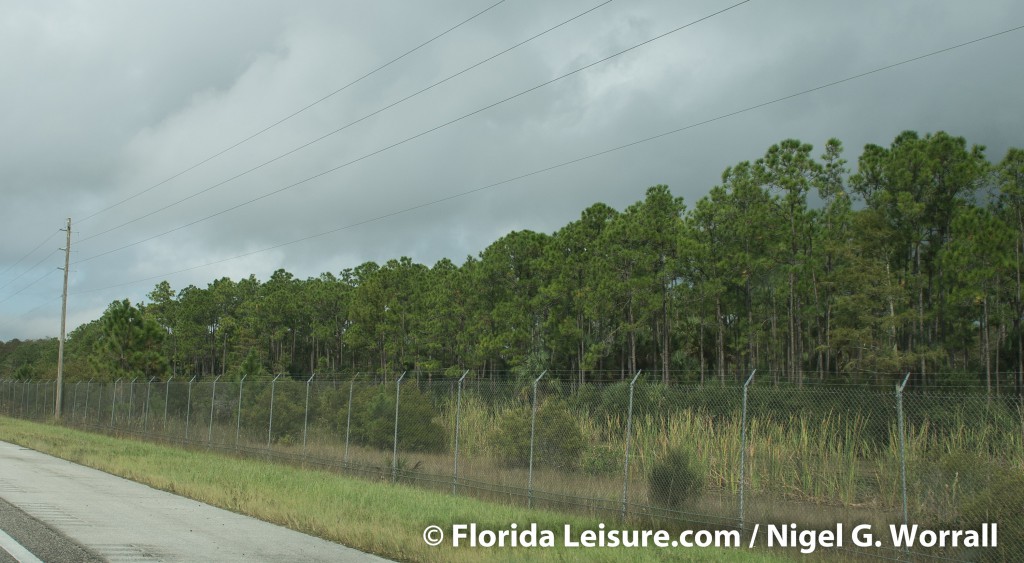 Alligator Alley | Fort Lauderdale | Everglades | Florida