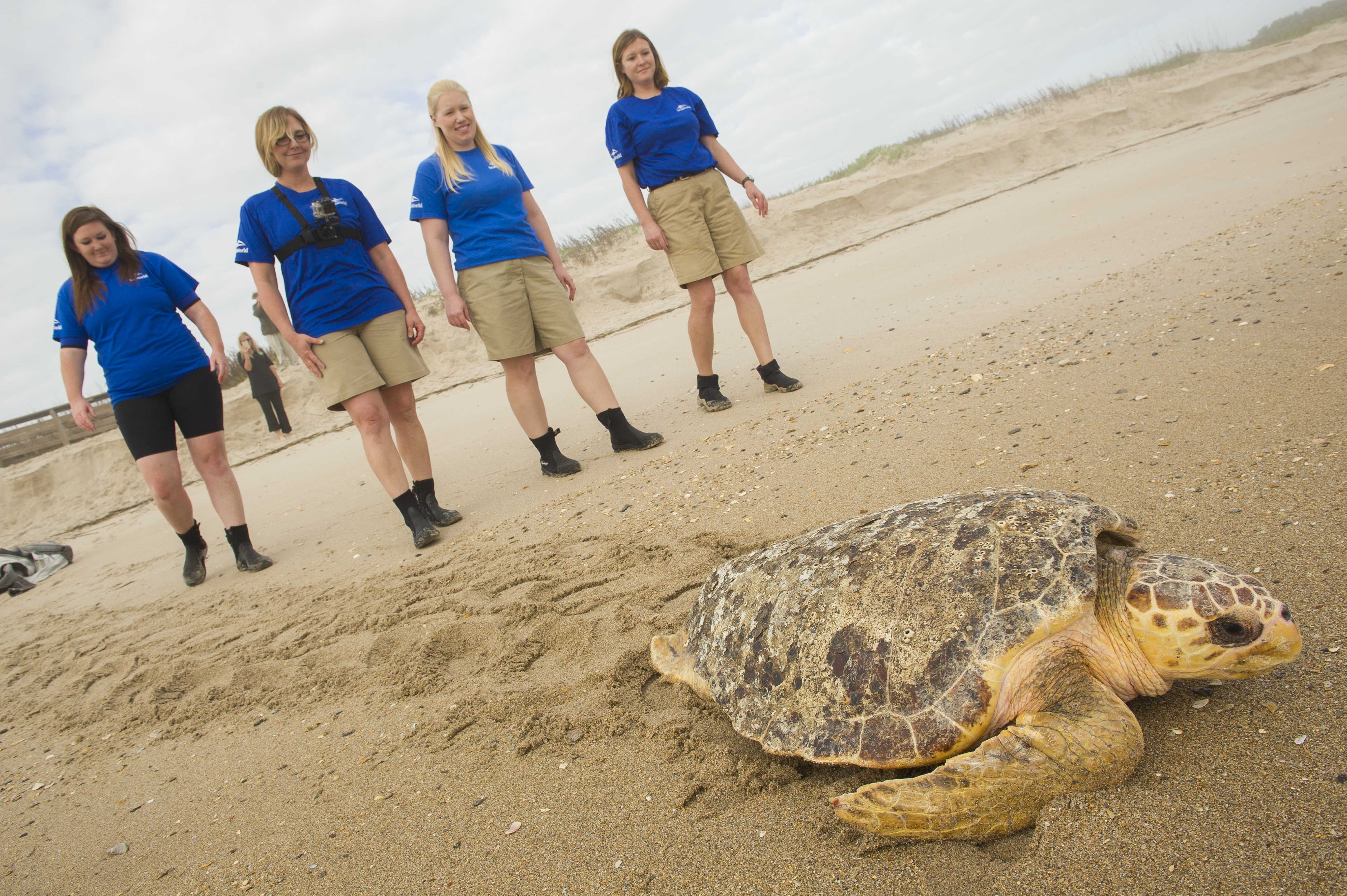 SeaWorld | Returns 13 Sea Turtles | Canaveral Seashore