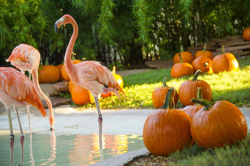 Flamingos at SeaWorld Orlando Explore Giant Pumpkin Patch On the First ...